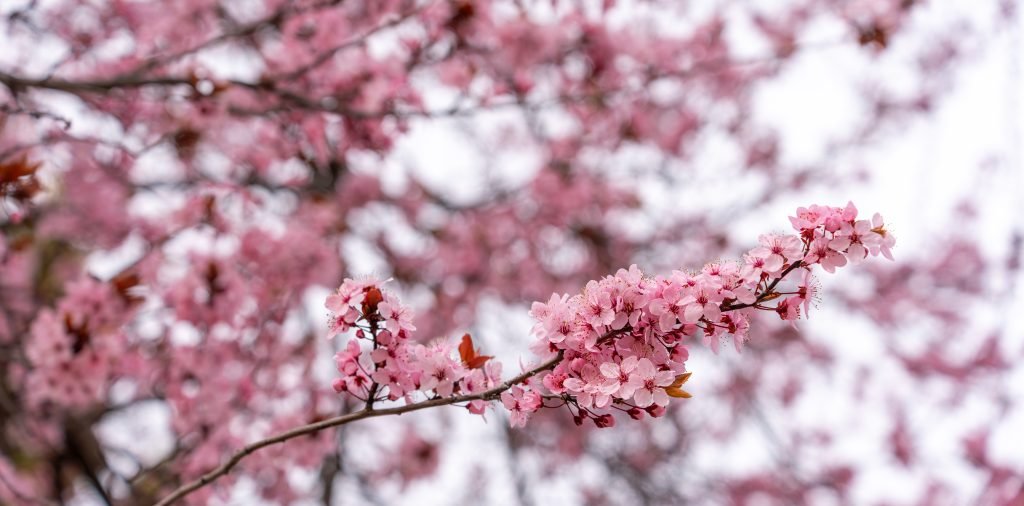 Finding Nature in the City | Exploring the Surprising Beauty of the ...